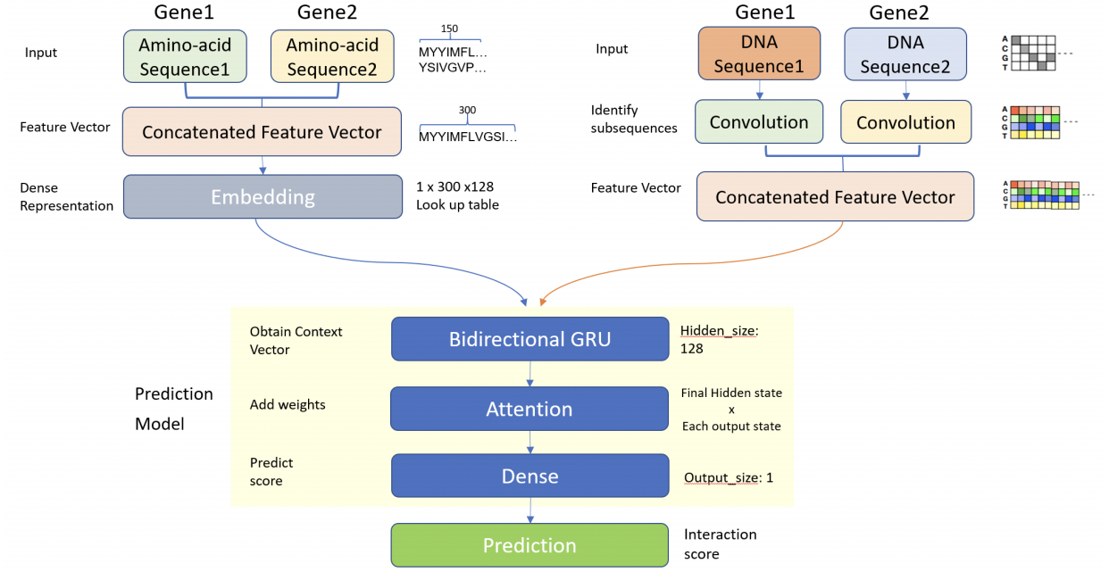 Predicting Phenotype from Genomic Sequence with Deep Neural Networks | Wenyan Li